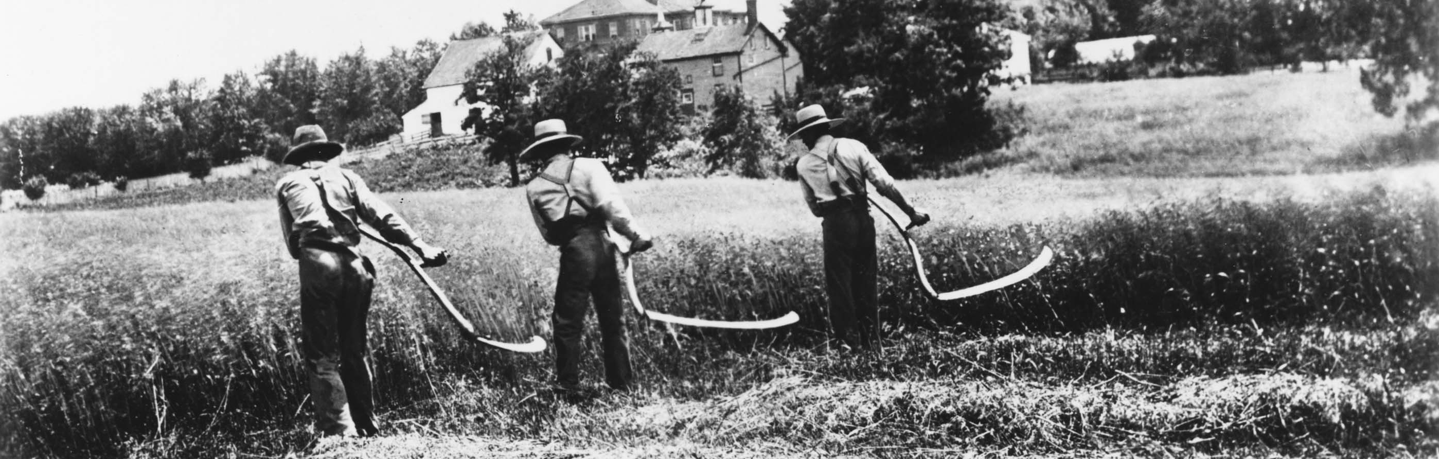 Farm Blog – Birdie & The Bees Farm