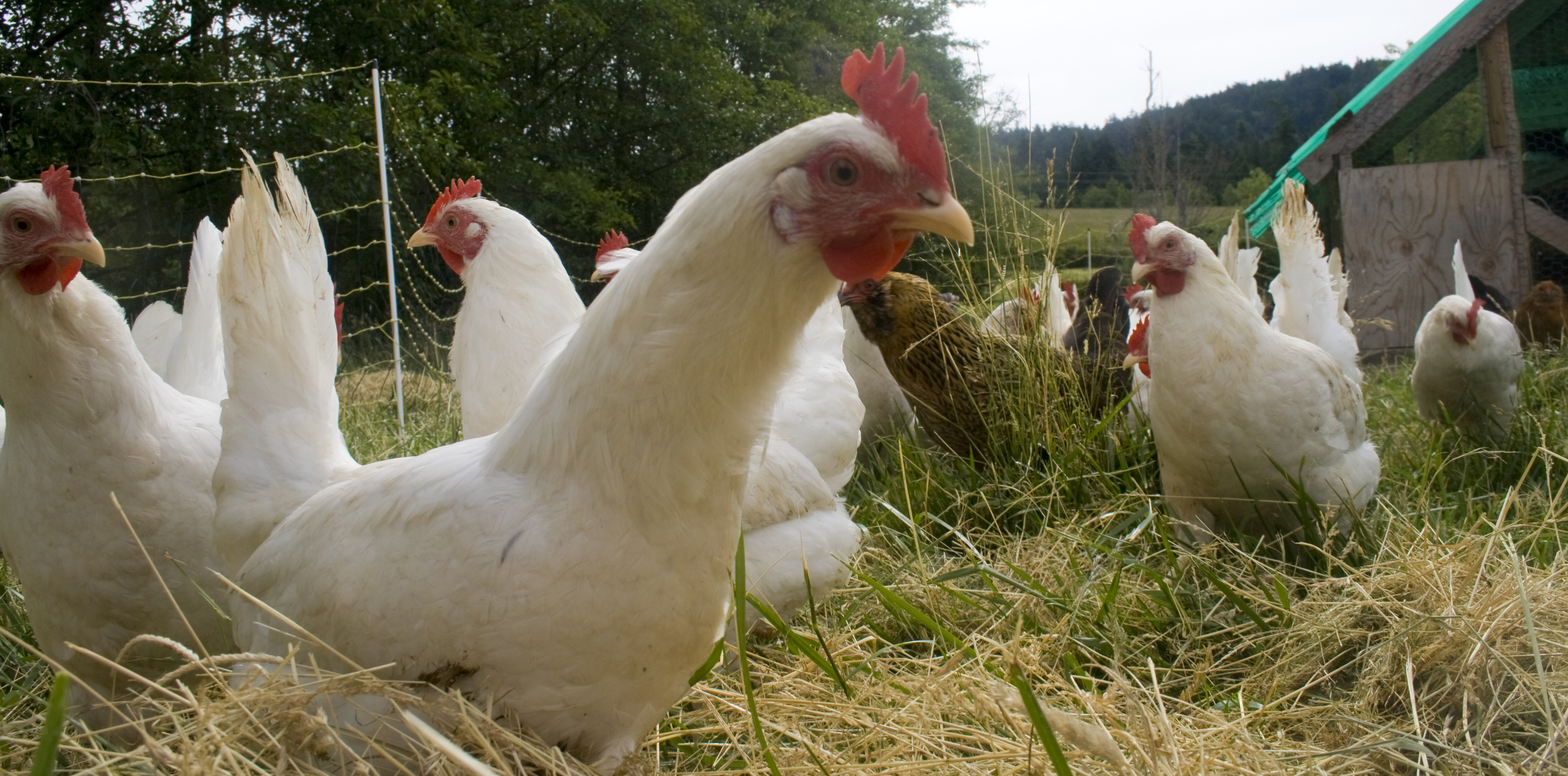 Chickens in Regenerative Agriculture – Birdie & The Bees Farm
