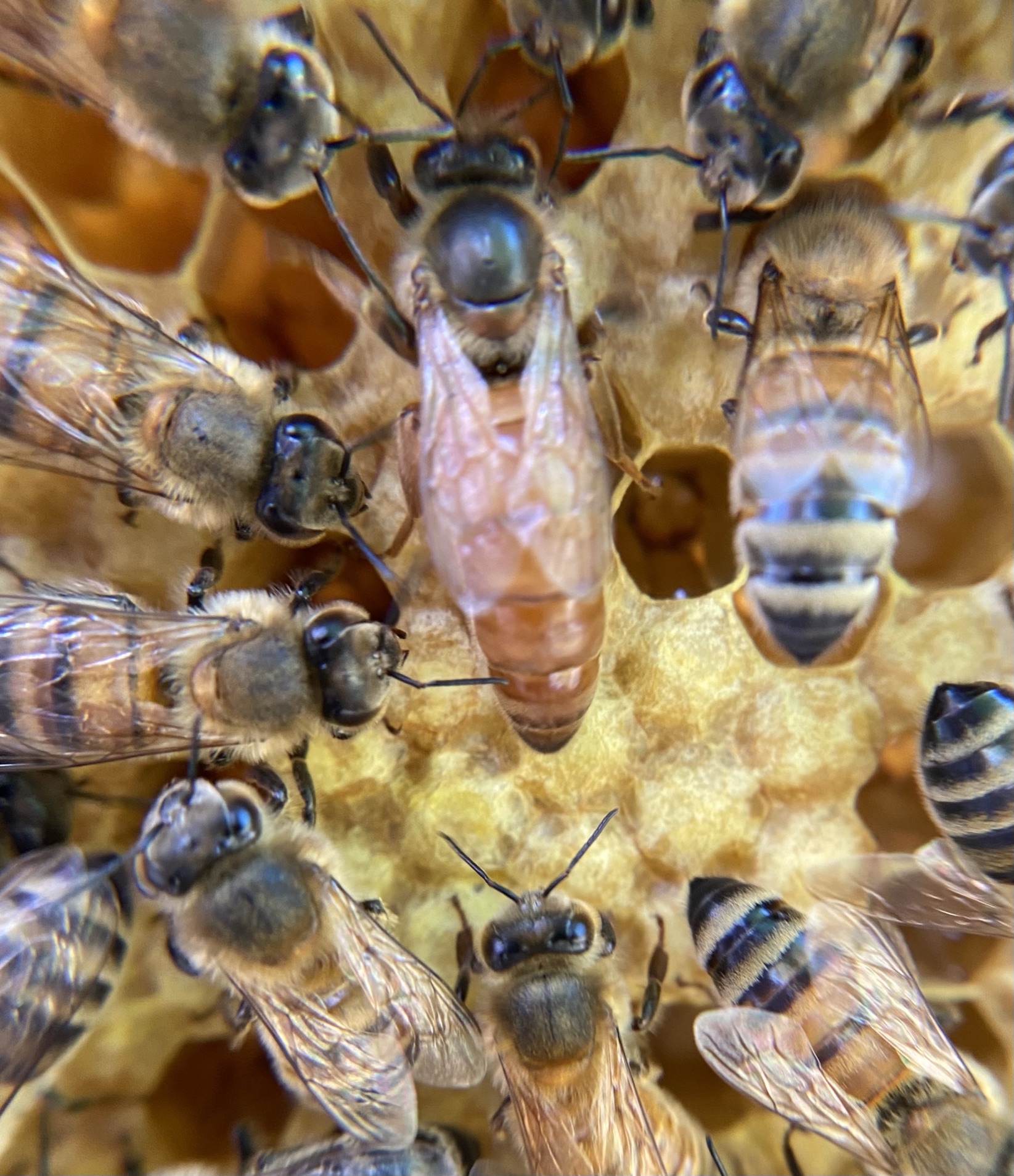 About Us – Birdie & The Bees Farm